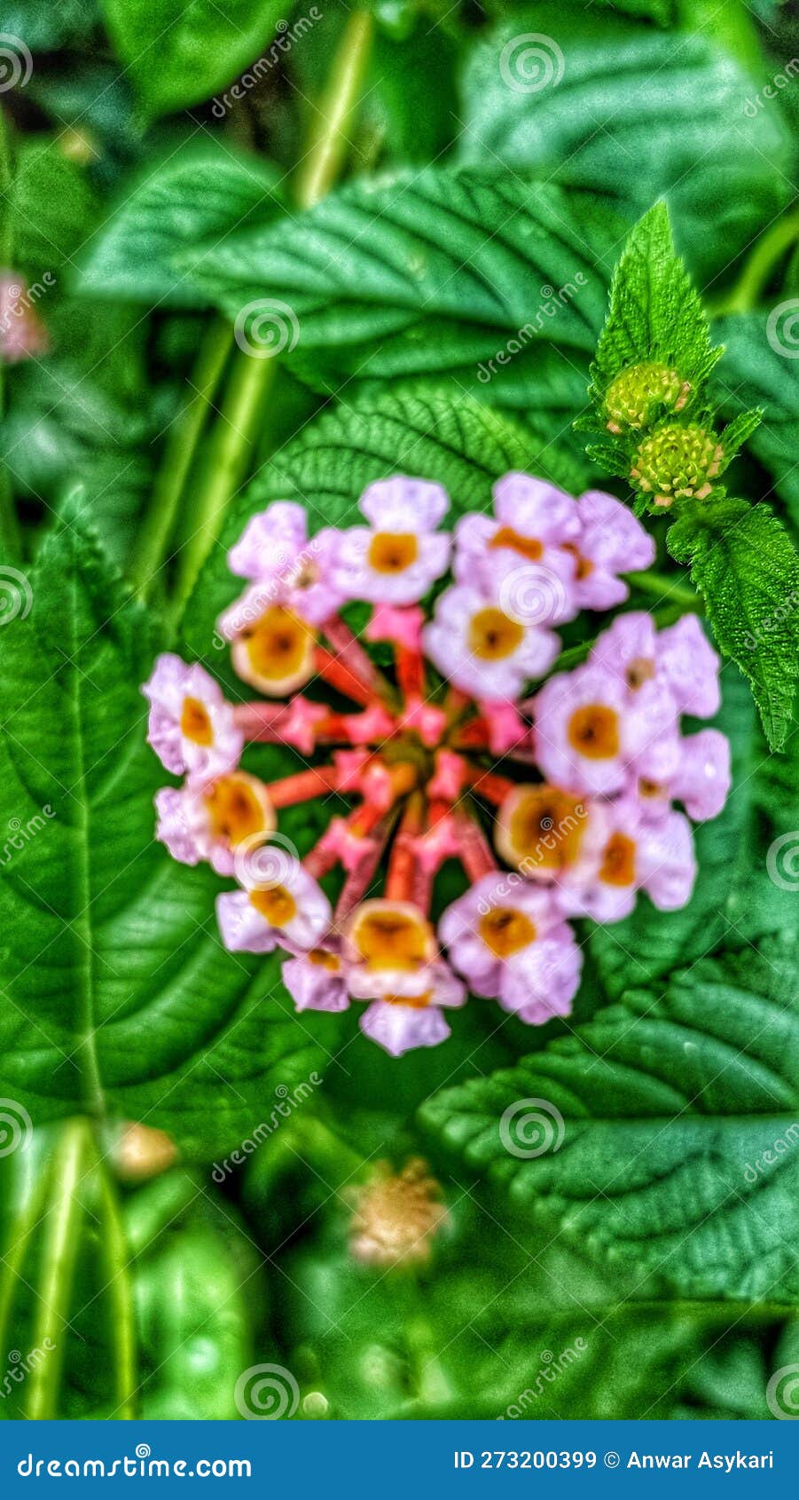 Wild Bush Flowers Looks so Beautifull Stock Image - Image of looks ...