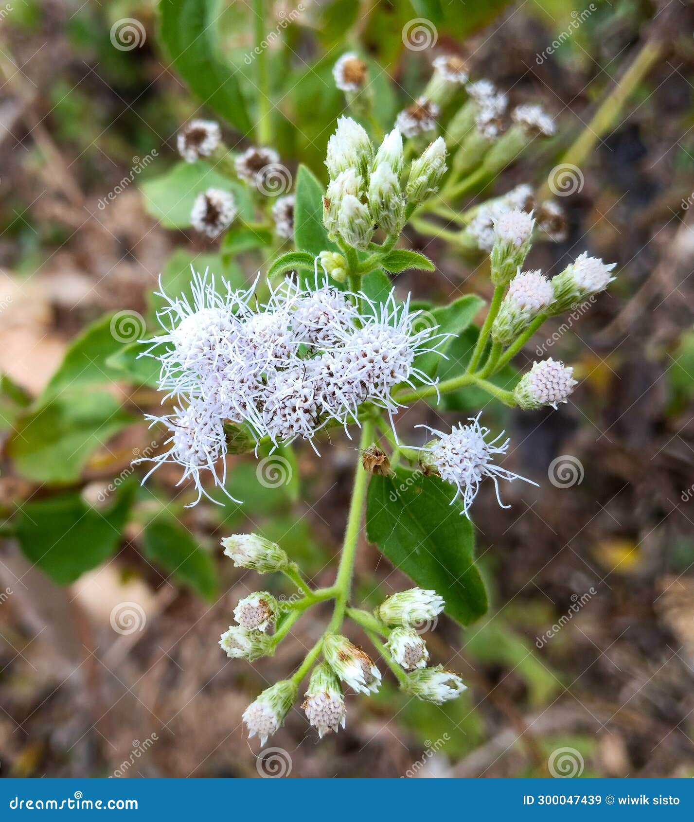 Beautiful and Tiny Weed Plant Flowers Stock Image - Image of flowers ...