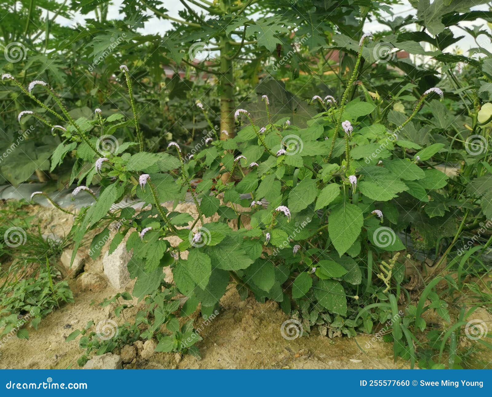Bushes of Heliotropium Indicum Weed Plant. Stock Photo - Image of weed ...