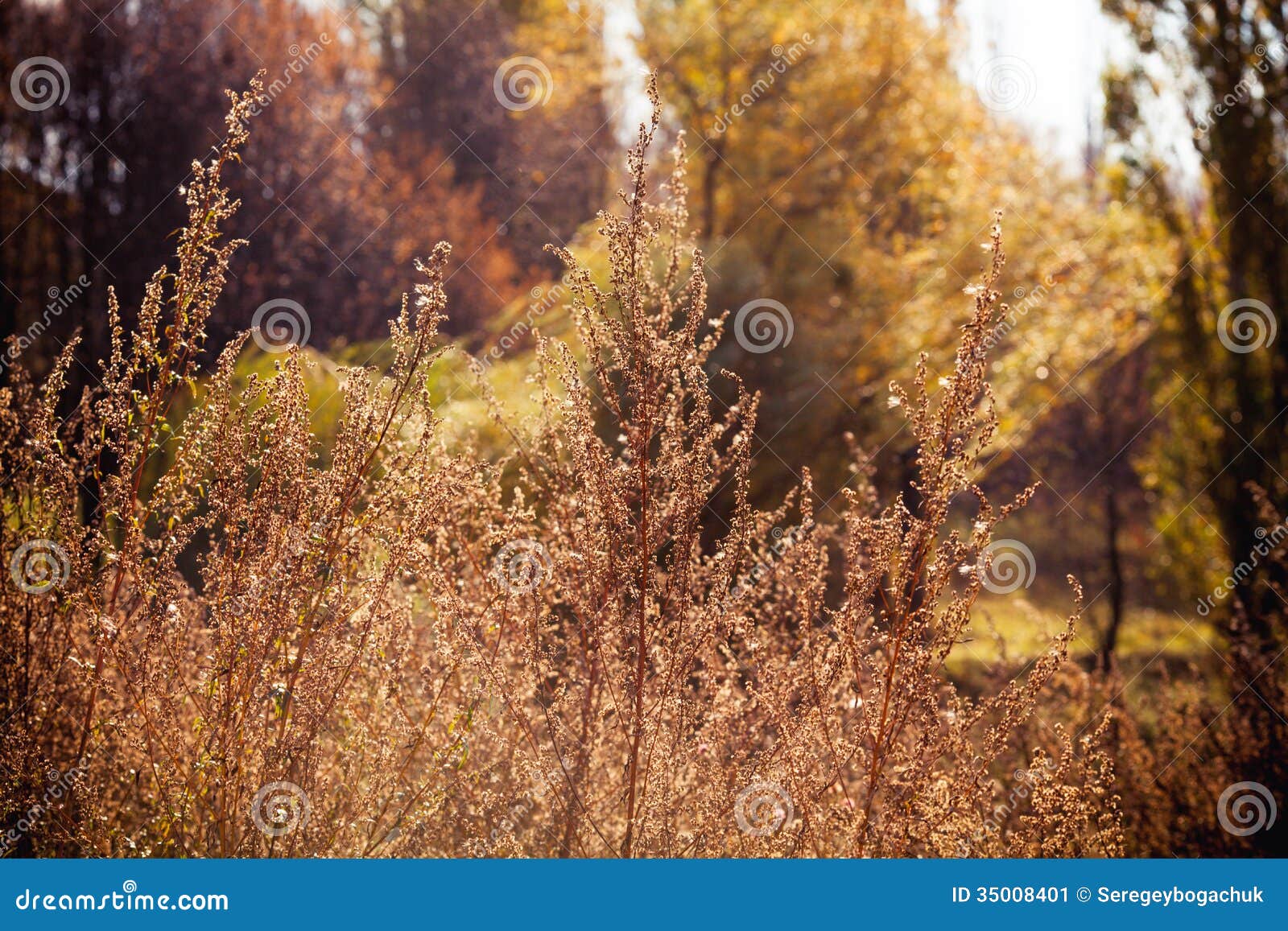 Wild bushes stock image. Image of landscape, leaves, forest - 35008401