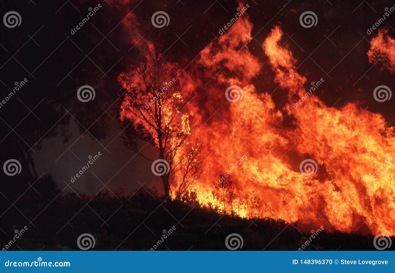 Wild Bushfire Burning Out of Control Stock Photo - Image of flames ...