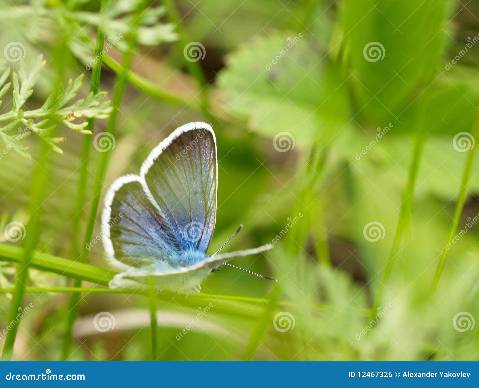 Wild butterfly stock photo. Image of wildlife, insect - 12467326