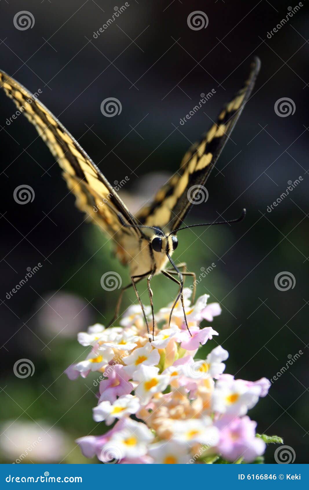 Wild butterfly stock photo. Image of insects, grace, macro - 6166846