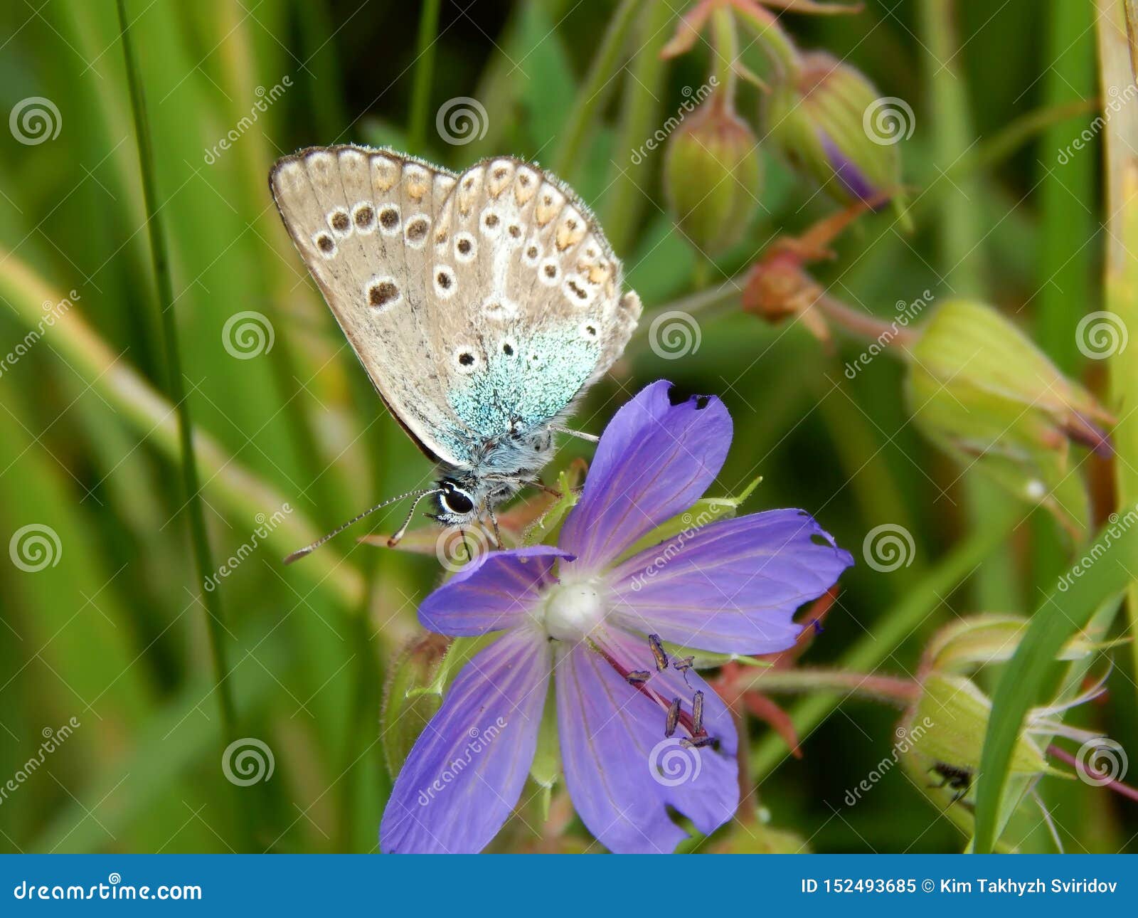 Wild butterfly in the wild stock image. Image of forest - 152493685