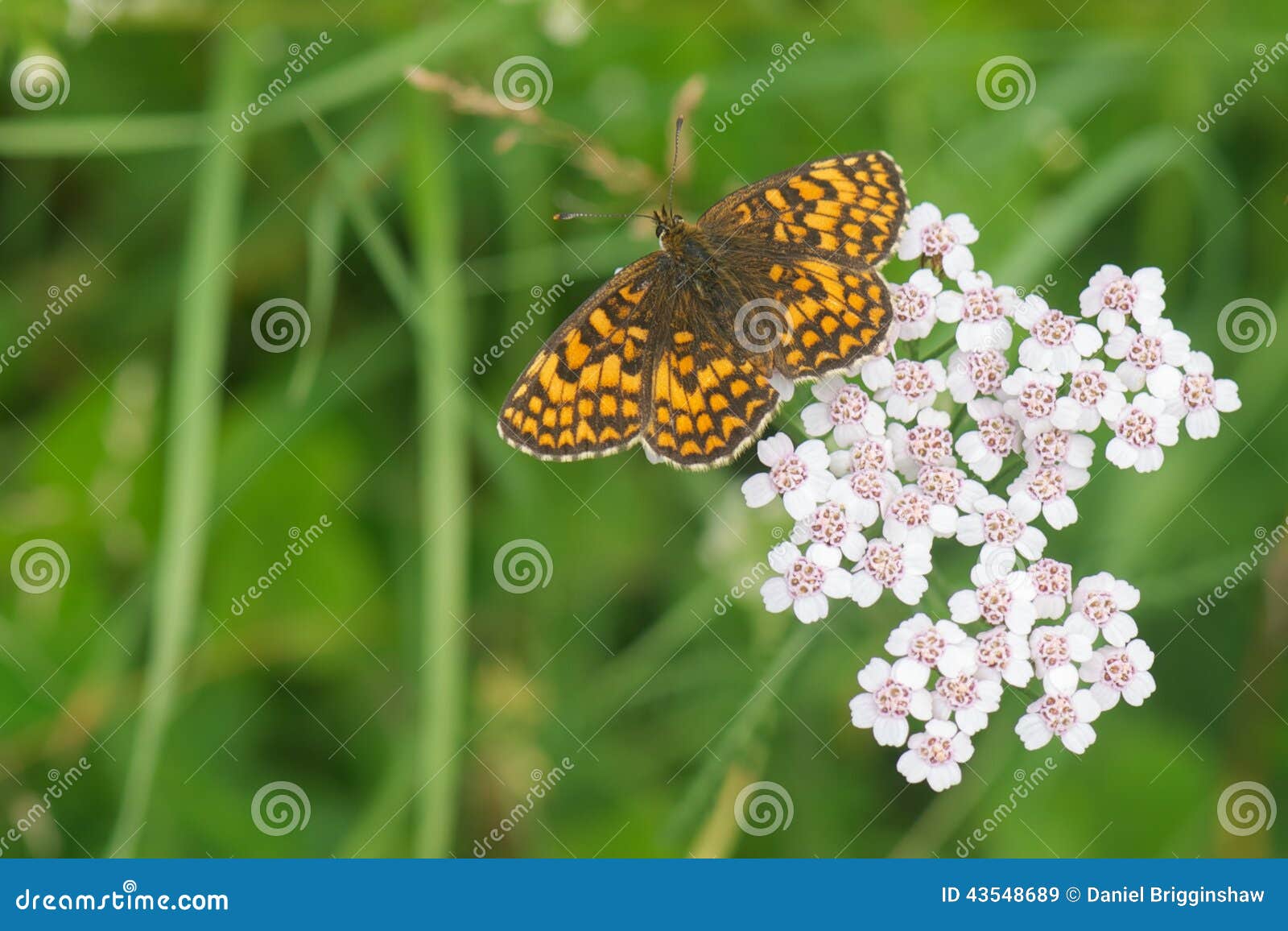 Wild butterfly stock image. Image of flower, lepidoptera - 43548689