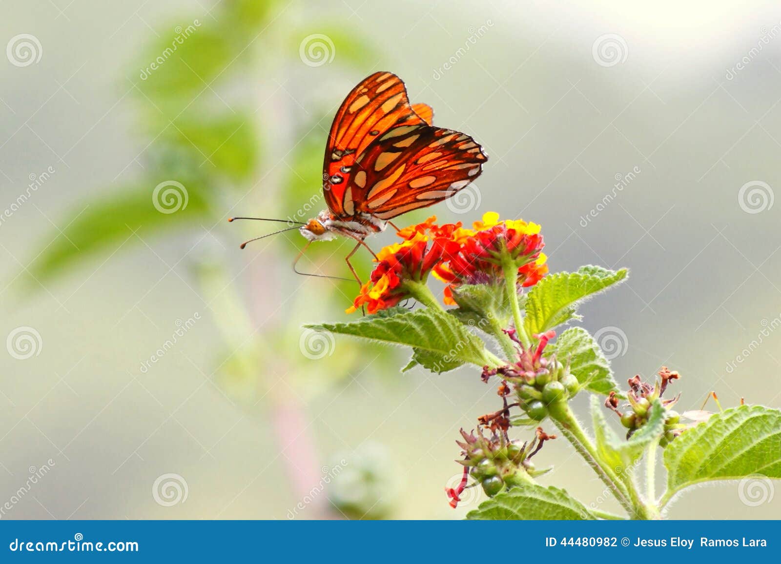 Wild Butterfly with a Big Eyes in Tepoztlan Near Cuernavaca, Morelos II ...