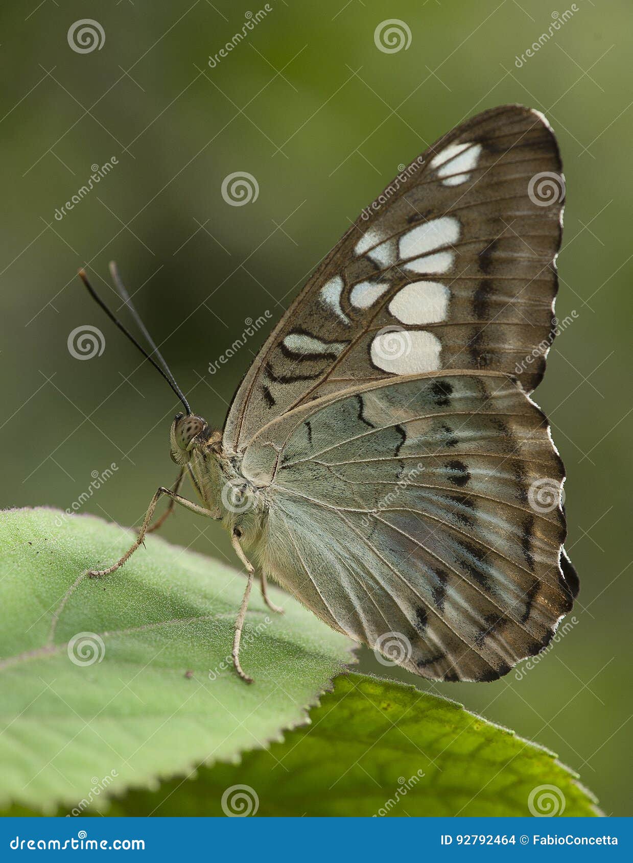 Wild butterfly stock photo. Image of color, design, insect - 92792464