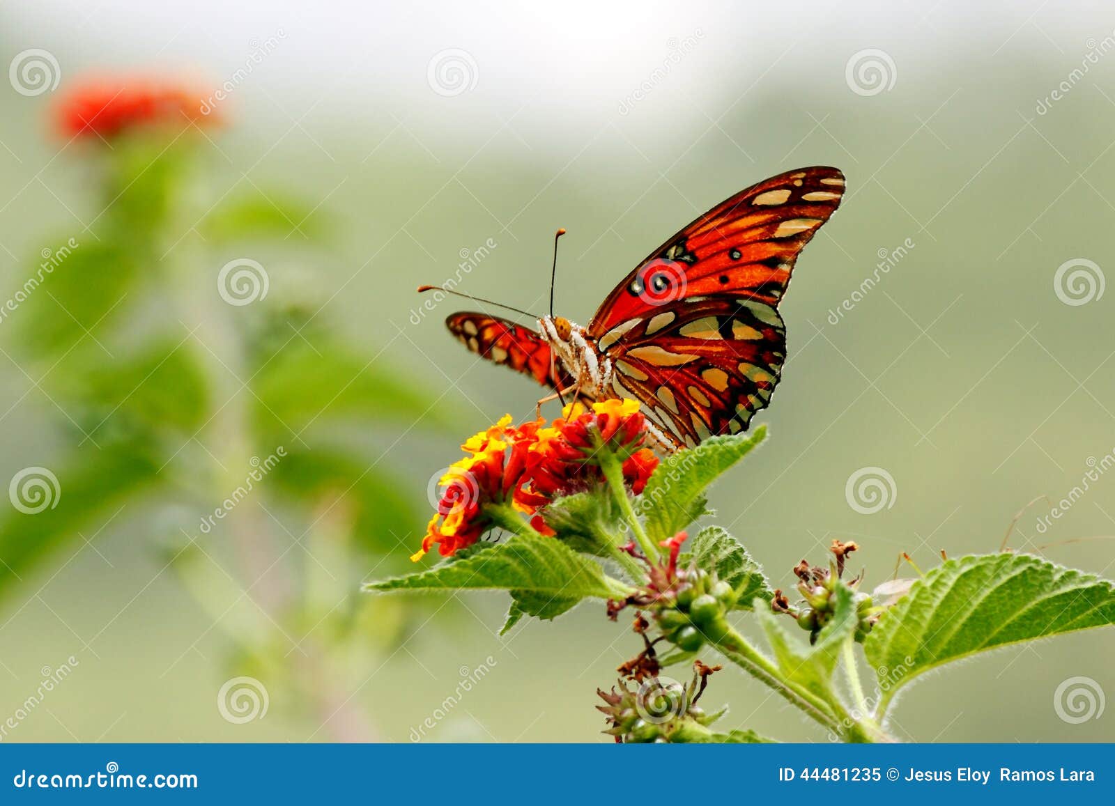 Wild Butterfly with Big Eyes in Tepoztlan Near Cuernavaca, Morelos IV ...