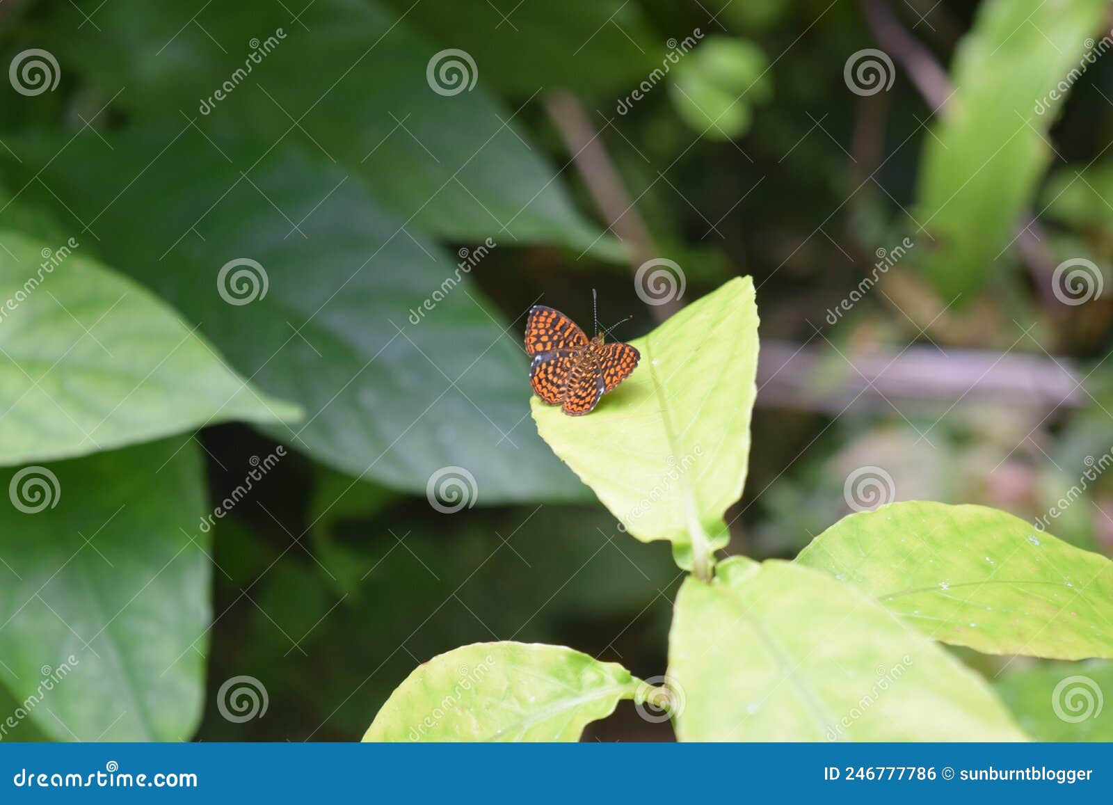 Butterfly in Puerto Rico stock photo. Image of insect - 246777786