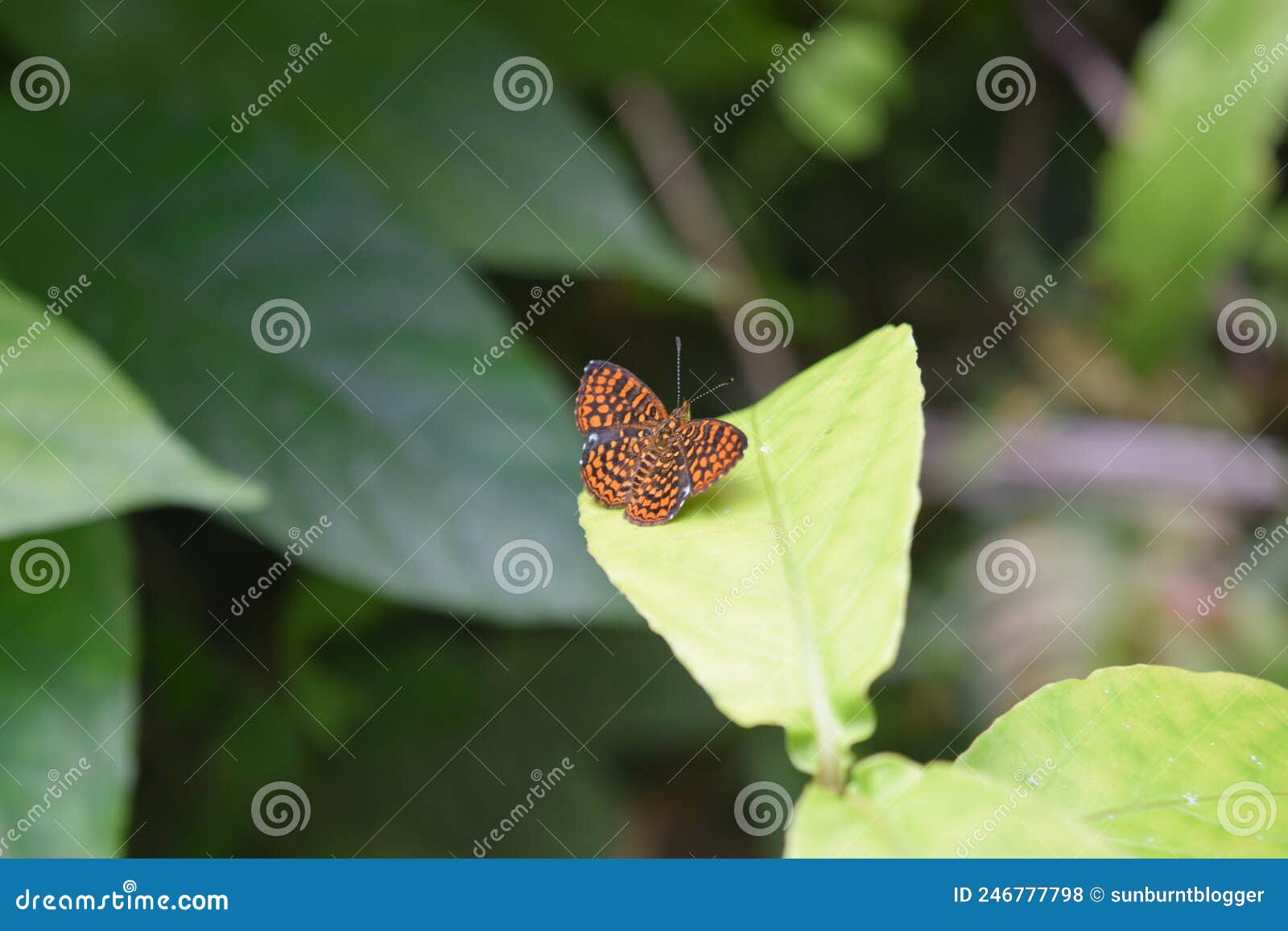 Butterfly in Puerto Rico stock photo. Image of animals - 246777798