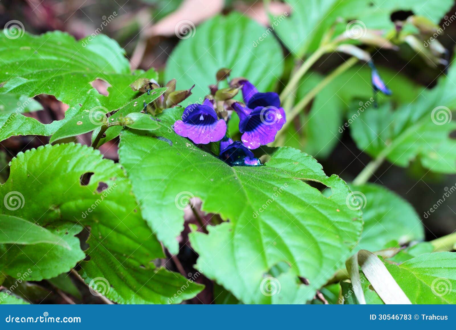 Wild Butterfly Pea Found in Thailand Stock Image - Image of forest ...