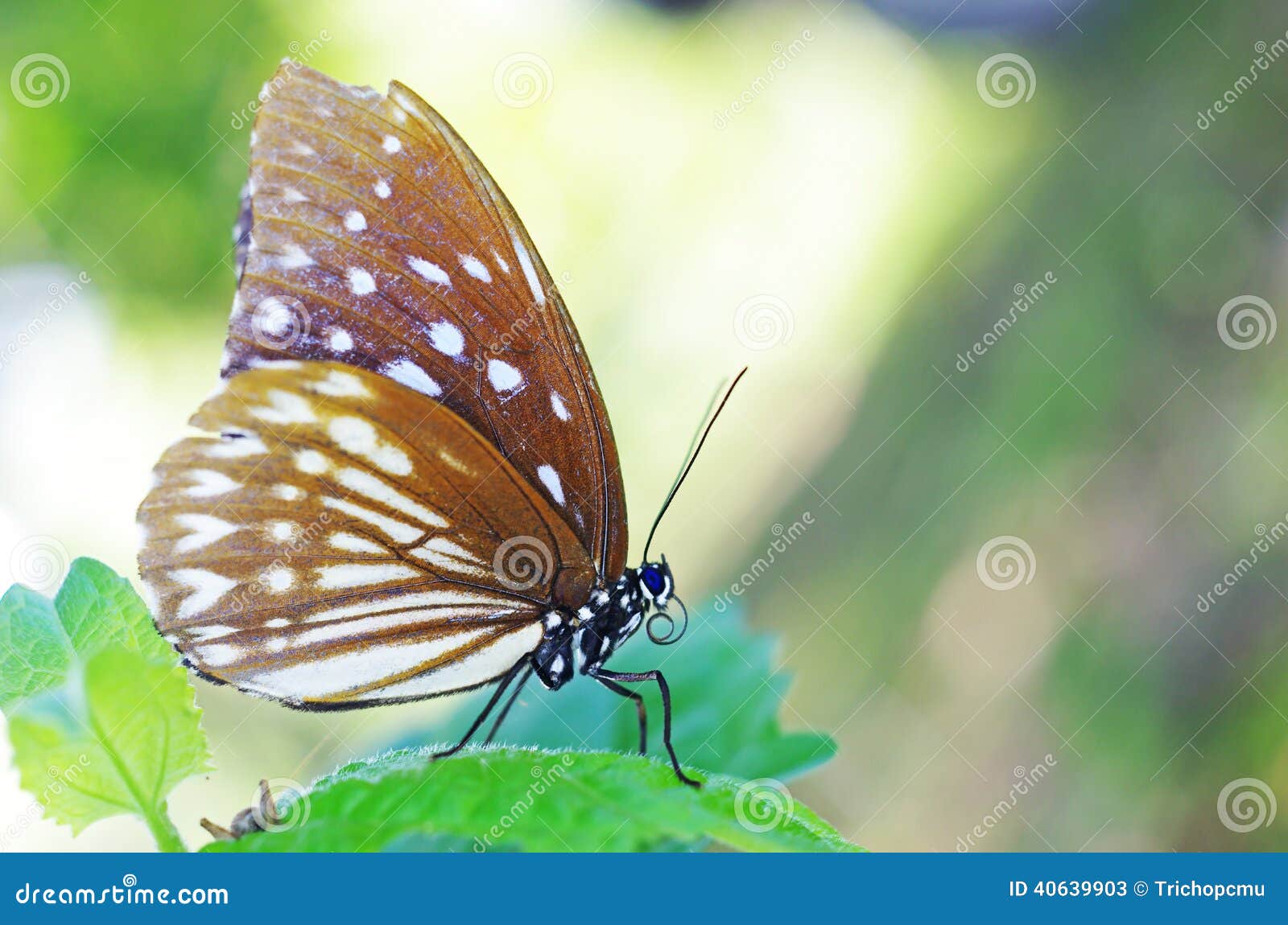 Wild Butterfly on the Tree Leaf Stock Image - Image of standing, leafs ...