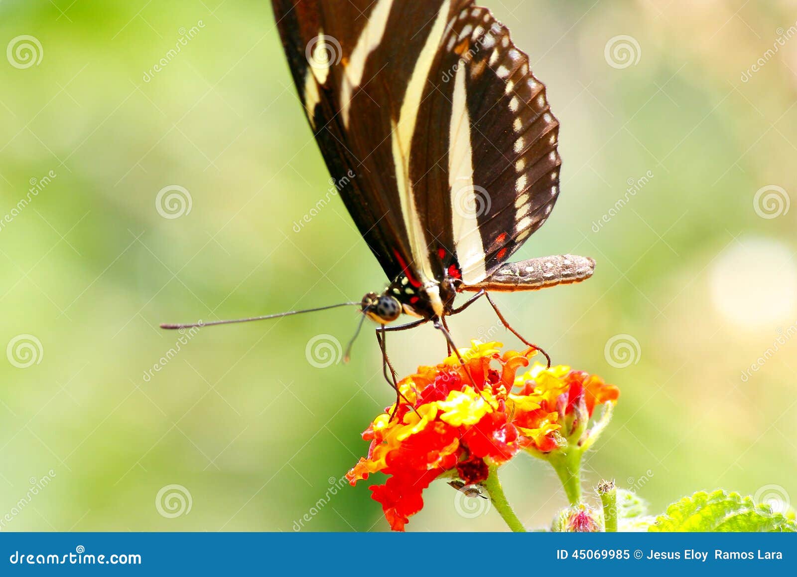 Wild Butterfly with Big Eyes, Uruapan, Michoacan, Mexico. V Stock Image ...