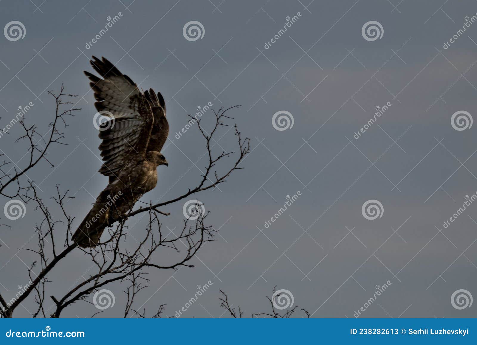 A Wild Buzzard Standing on an Old Tree Branch in the Countryside Wings ...