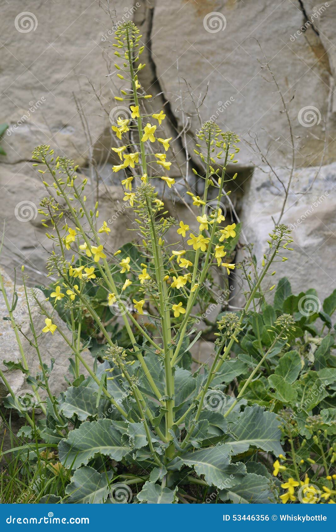 Wild Cabbage stock photo. Image of dorset, vertical, cliffs - 53446356