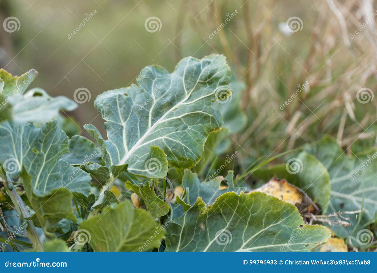Wild Cabbage Brassica Oleracea Stock Image - Image of plant, leaf: 99796933