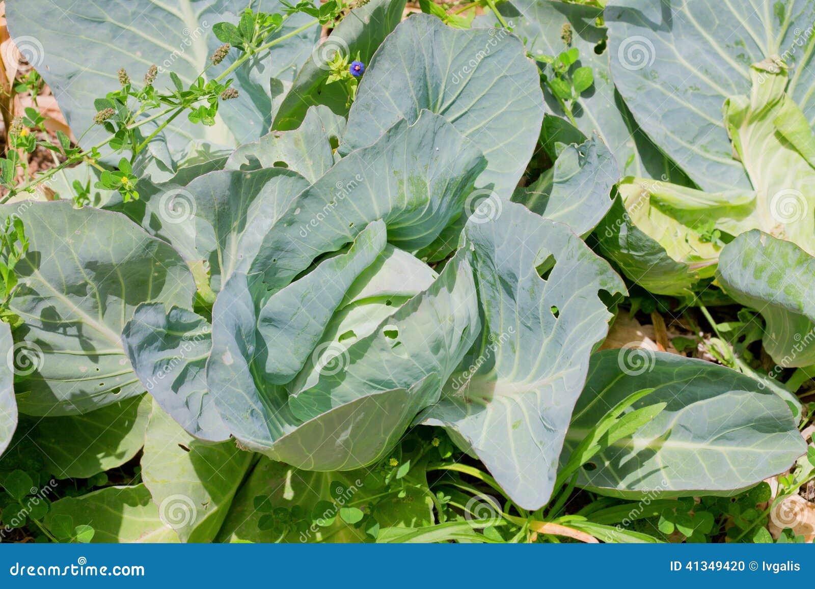 Wild Cabbage Growing in a Park Stock Photo - Image of drawk, healthy ...