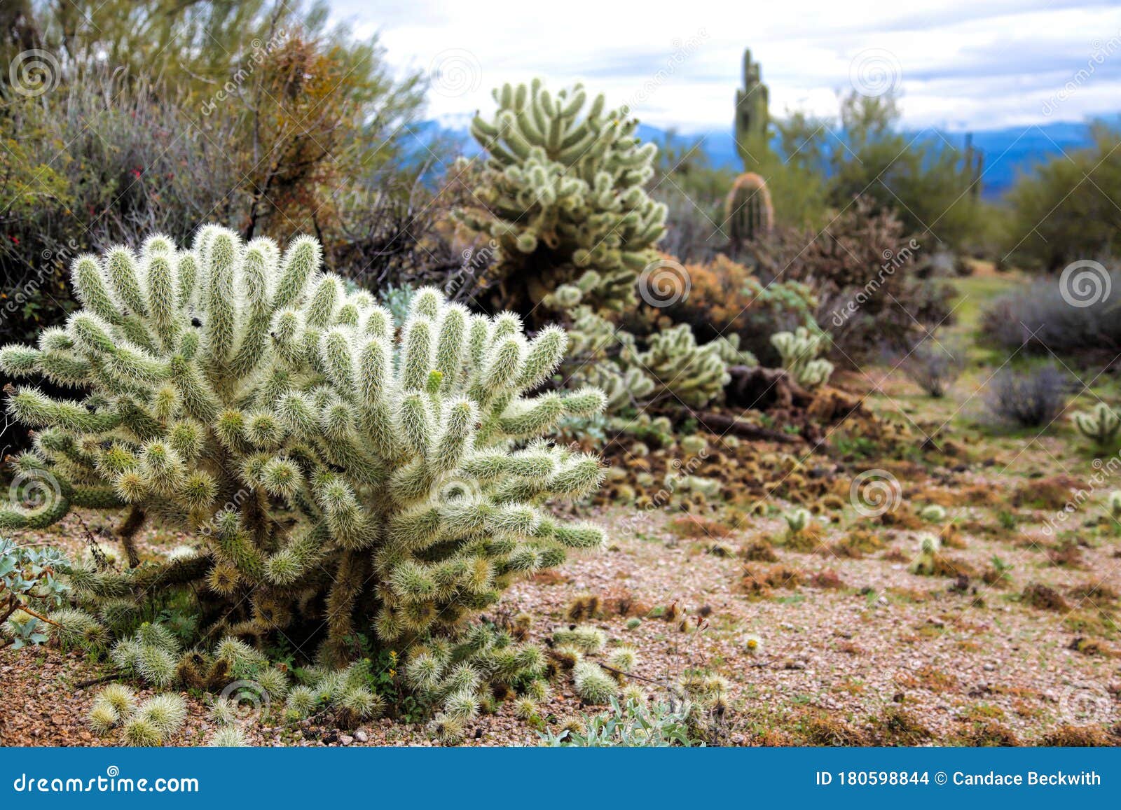 Wild Cacti at Marcus Landslide Stock Photo - Image of mountains ...