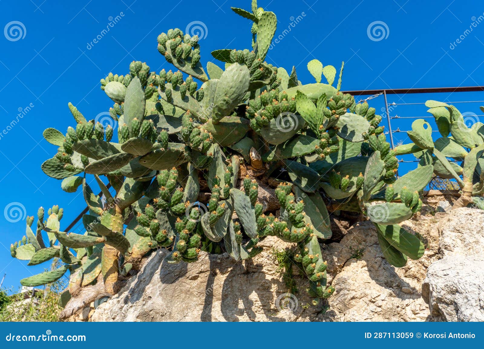 Wild Cactus Plant in Alanya Turkey Stock Image - Image of wild, cactus ...