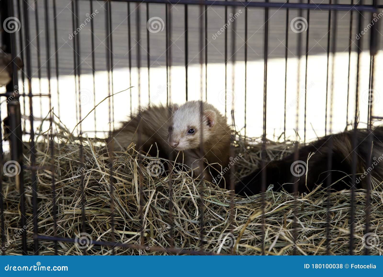 Caged Wild Ferret stock photo. Image of ears, wildlife - 180100038 Caged Wild Ferret stock photo. Image of ears, wildlife - 180100038
