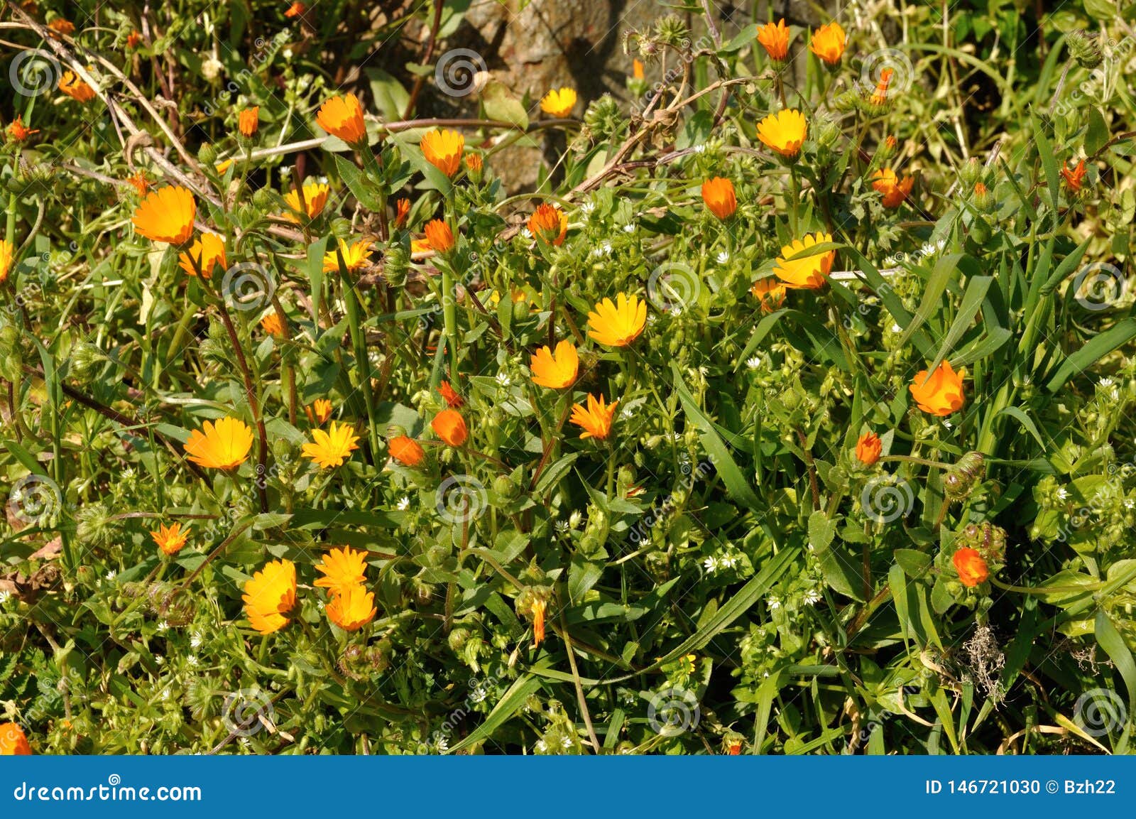 Wild calendula stock photo. Image of calendula, plant - 146721030