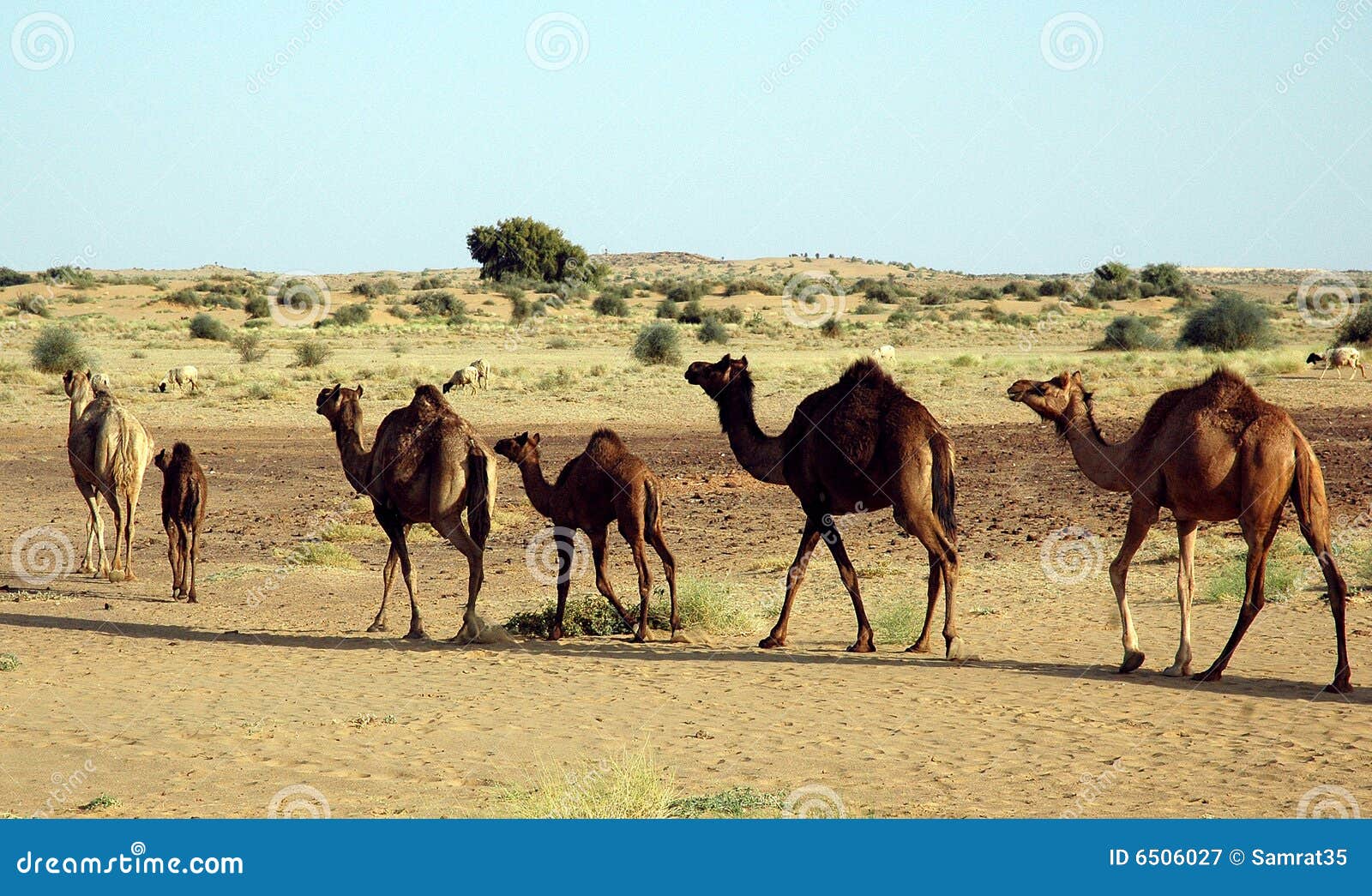 Wild camel. stock image. Image of animal, environment - 6506027