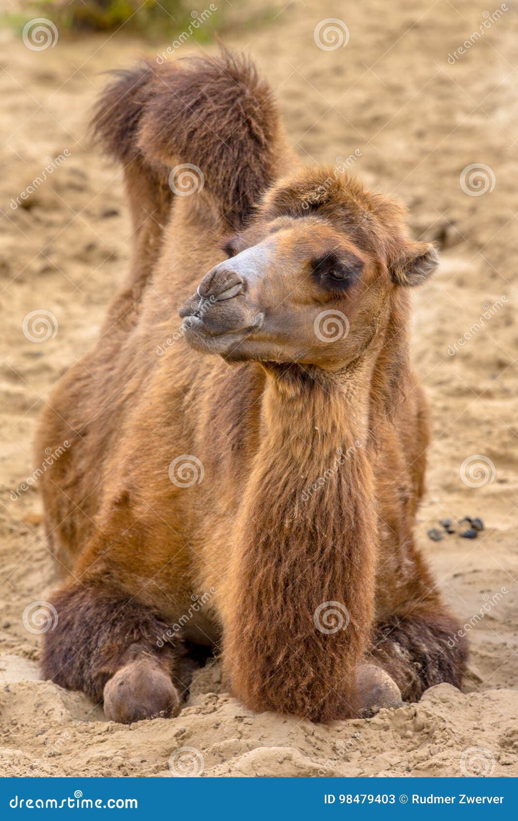 Resting Camel in Desert Sand Stock Image - Image of mesopotamia ...