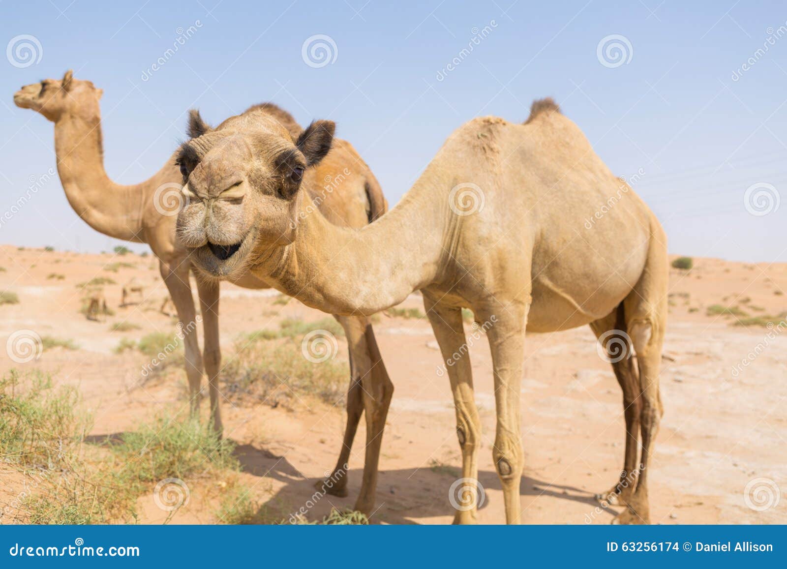 Wild Camel In The Hot Dry Middle Eastern Desert, Dubai, Uae Stock Photo ...
