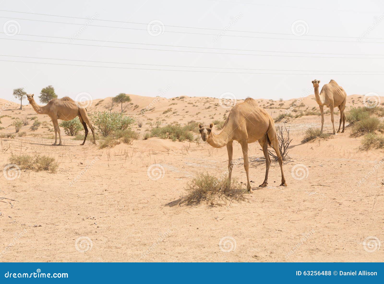 Wild Camel in the Hot Dry Middle Eastern Desert, Dubai, Uae Stock Photo ...