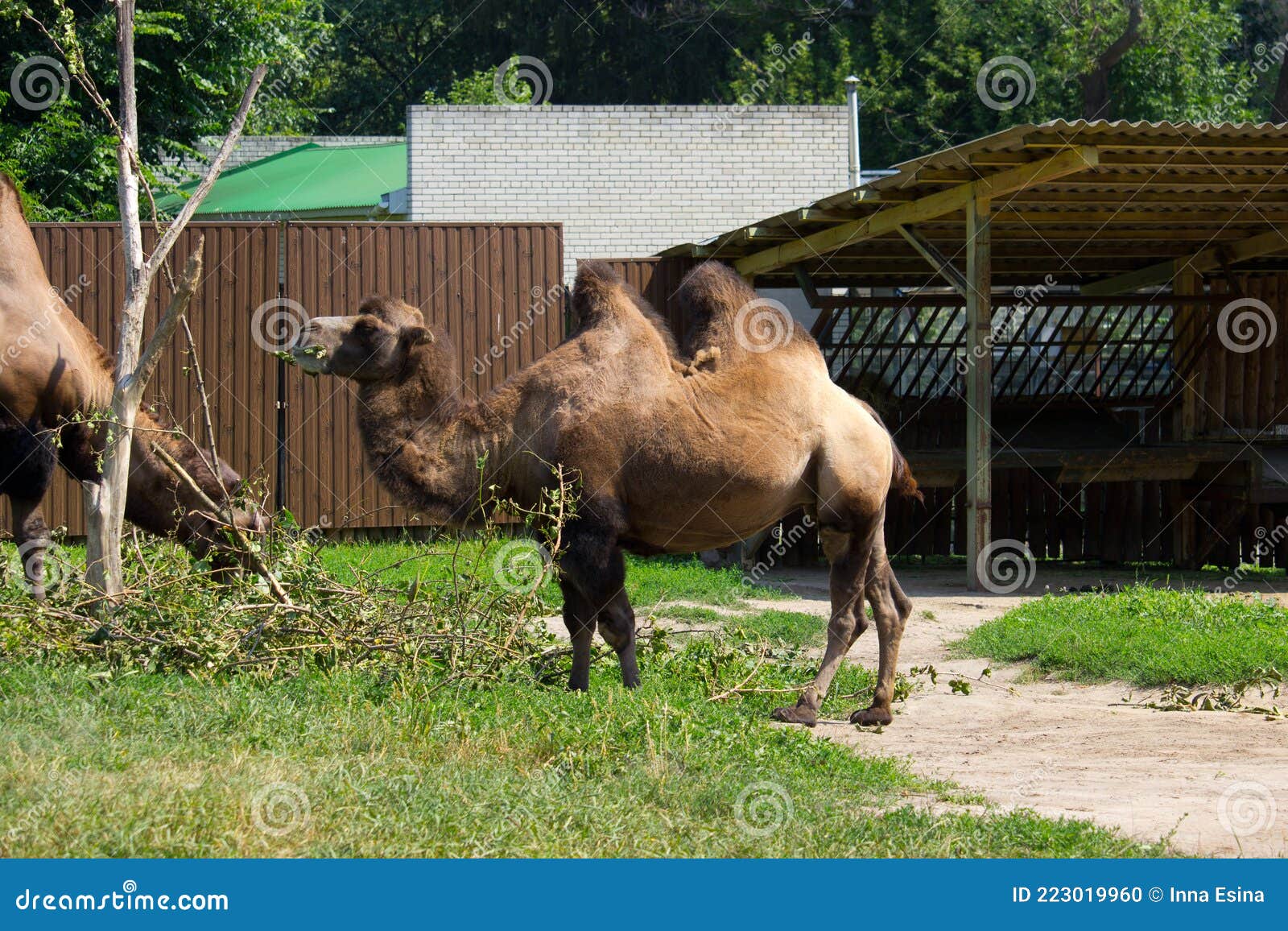 Camel stock photo. Image of dromedary, humps, herbivorous - 223019960