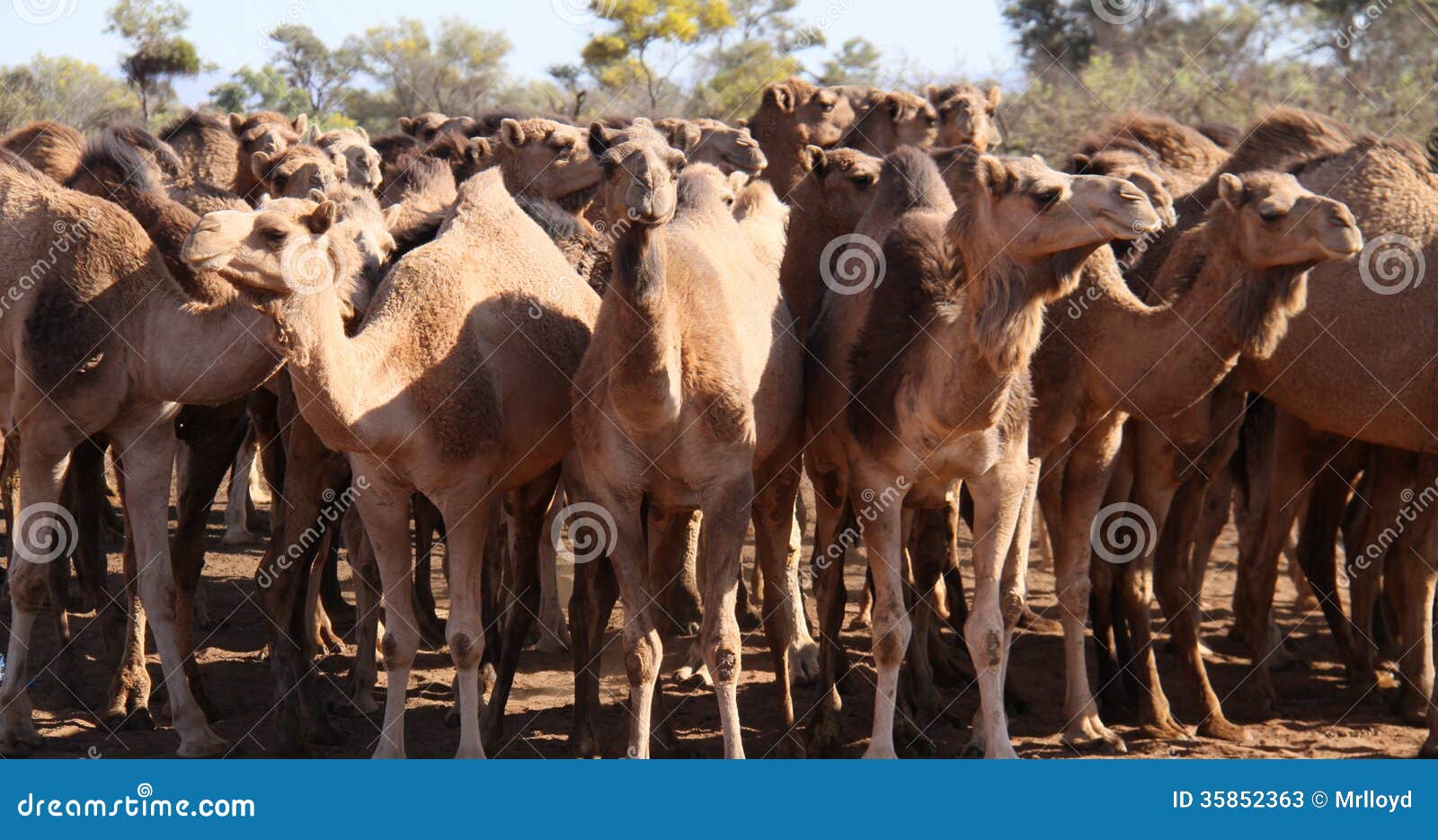 Wild camels stock image. Image of outback, wild, camel - 35852363