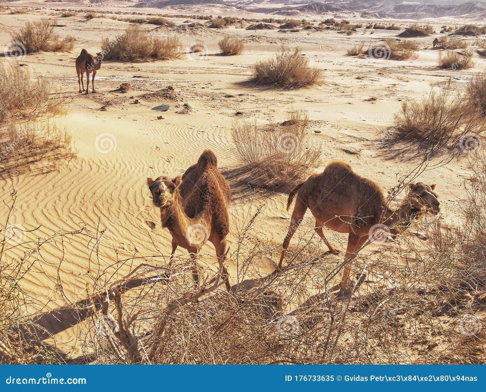 Wild camels stock image. Image of wild, camel, jordanian - 176733635