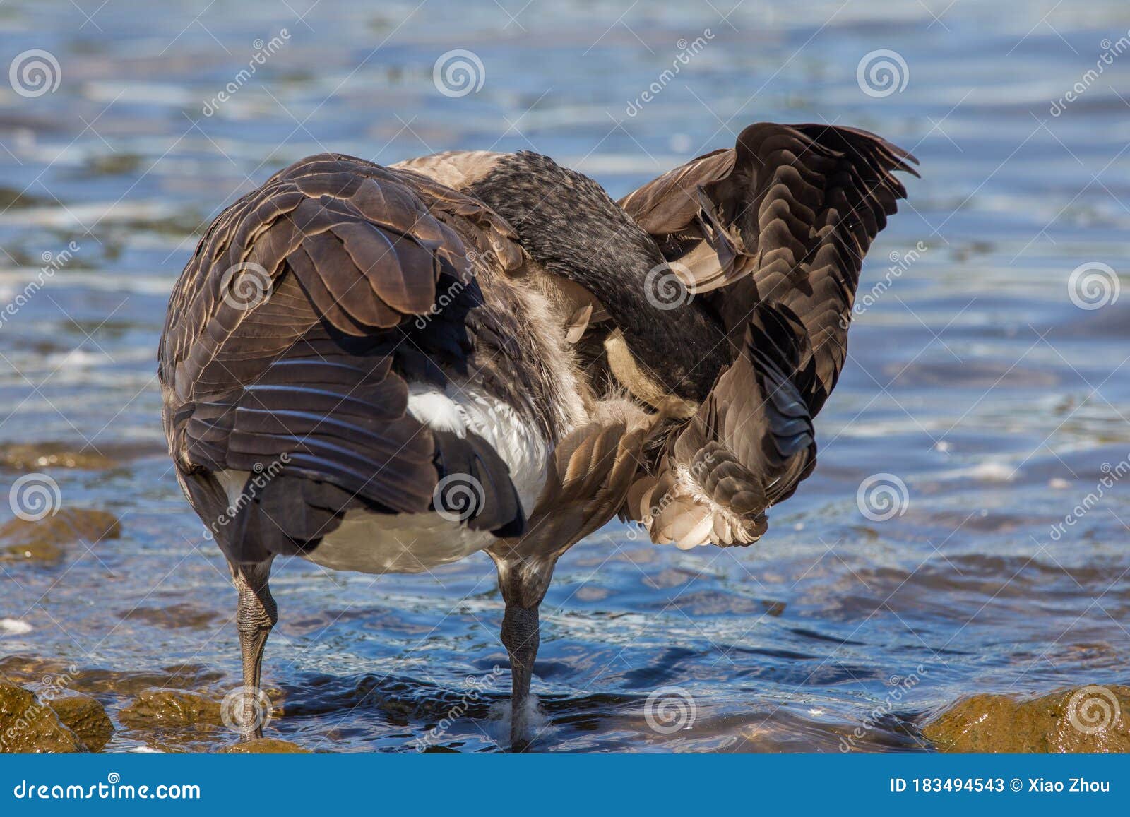 Canada goose stock image. Image of studio, oregon, wildlife - 183494543