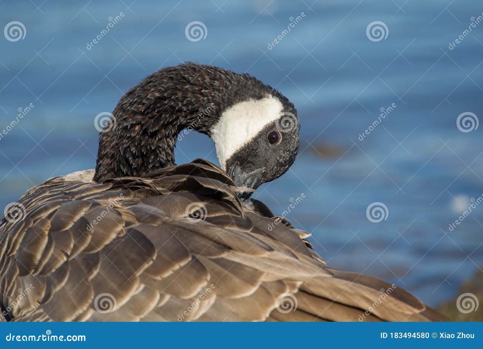 Canada goose stock photo. Image of canada, portland - 183494580