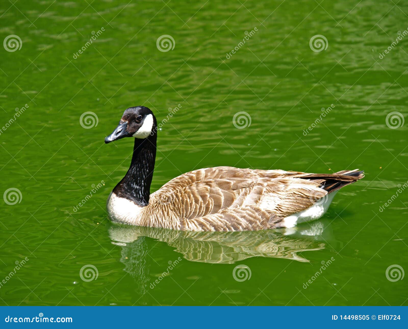 Wild Canada Goose Swimming on Green Water Stock Image - Image of ...