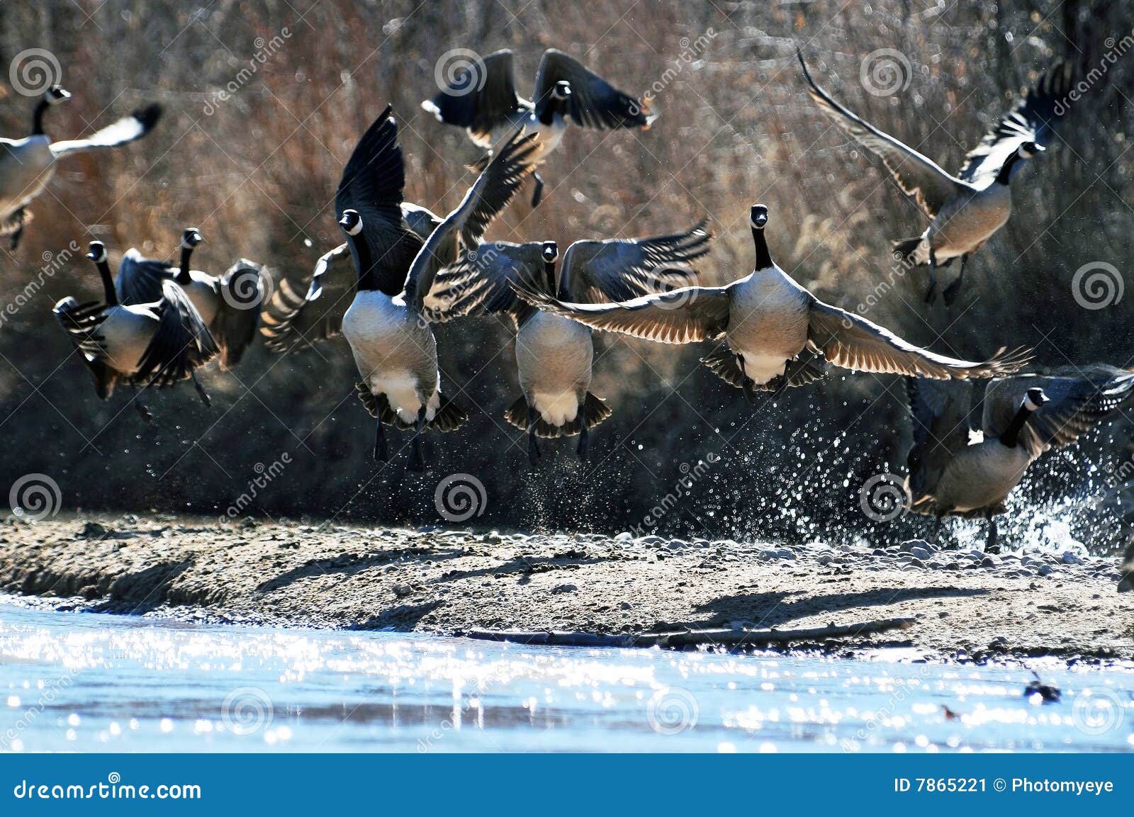 Wild Canadian geese stock image. Image of sunny, reflecting - 7865221