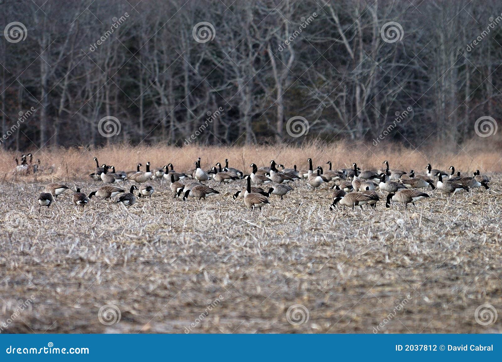 Wild Canadian Geese in Corn Feild Stock Photo - Image of goose, geese ...