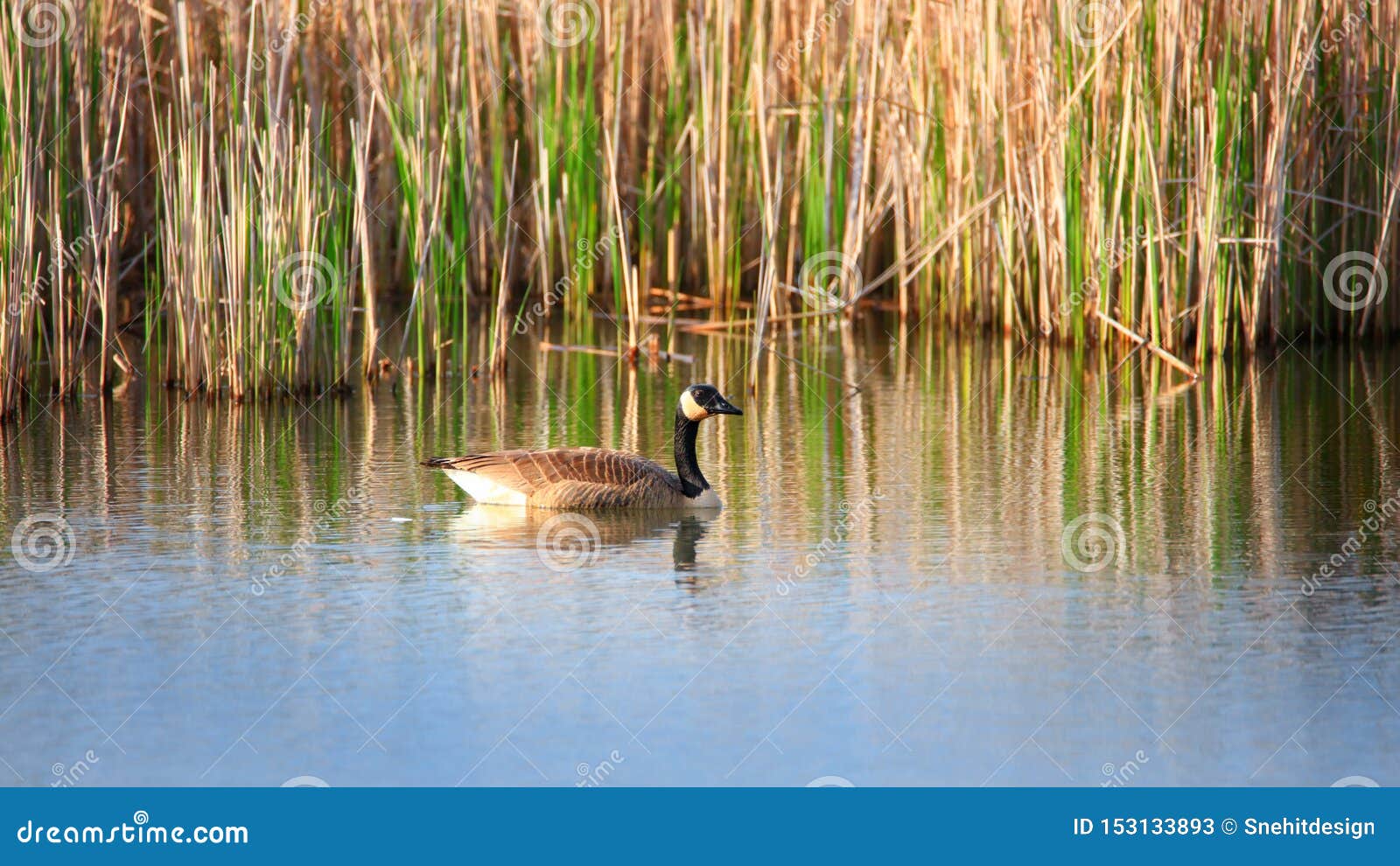 Wild goose in the lake stock image. Image of goose, nature - 153133893