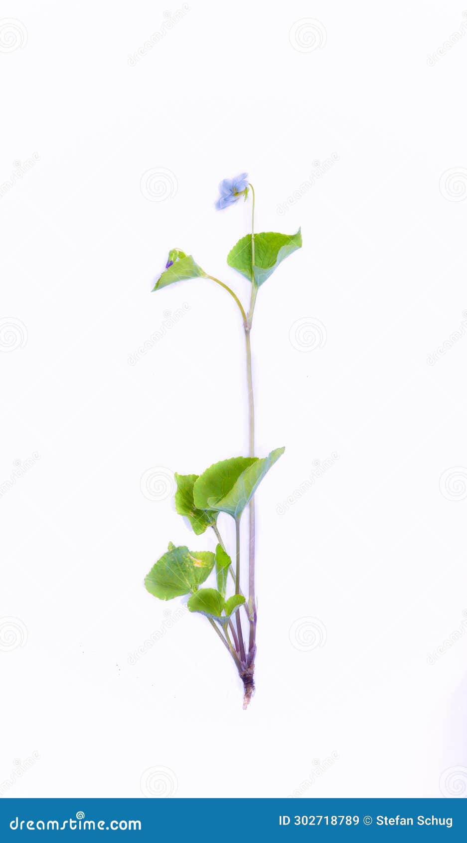 Wild Canadian Violet - Viola Canadensis - Isolated on White Stock Image ...