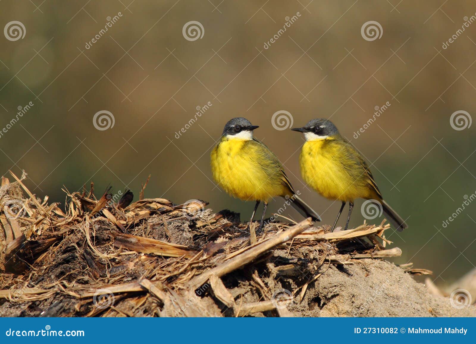 Wild canary stock photo. Image of environment, aves, biology - 27310082