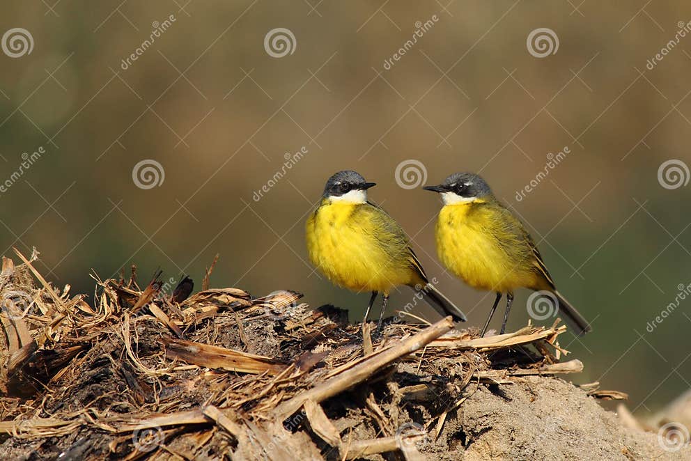 Wild canary stock photo. Image of environment, aves, biology - 27310082