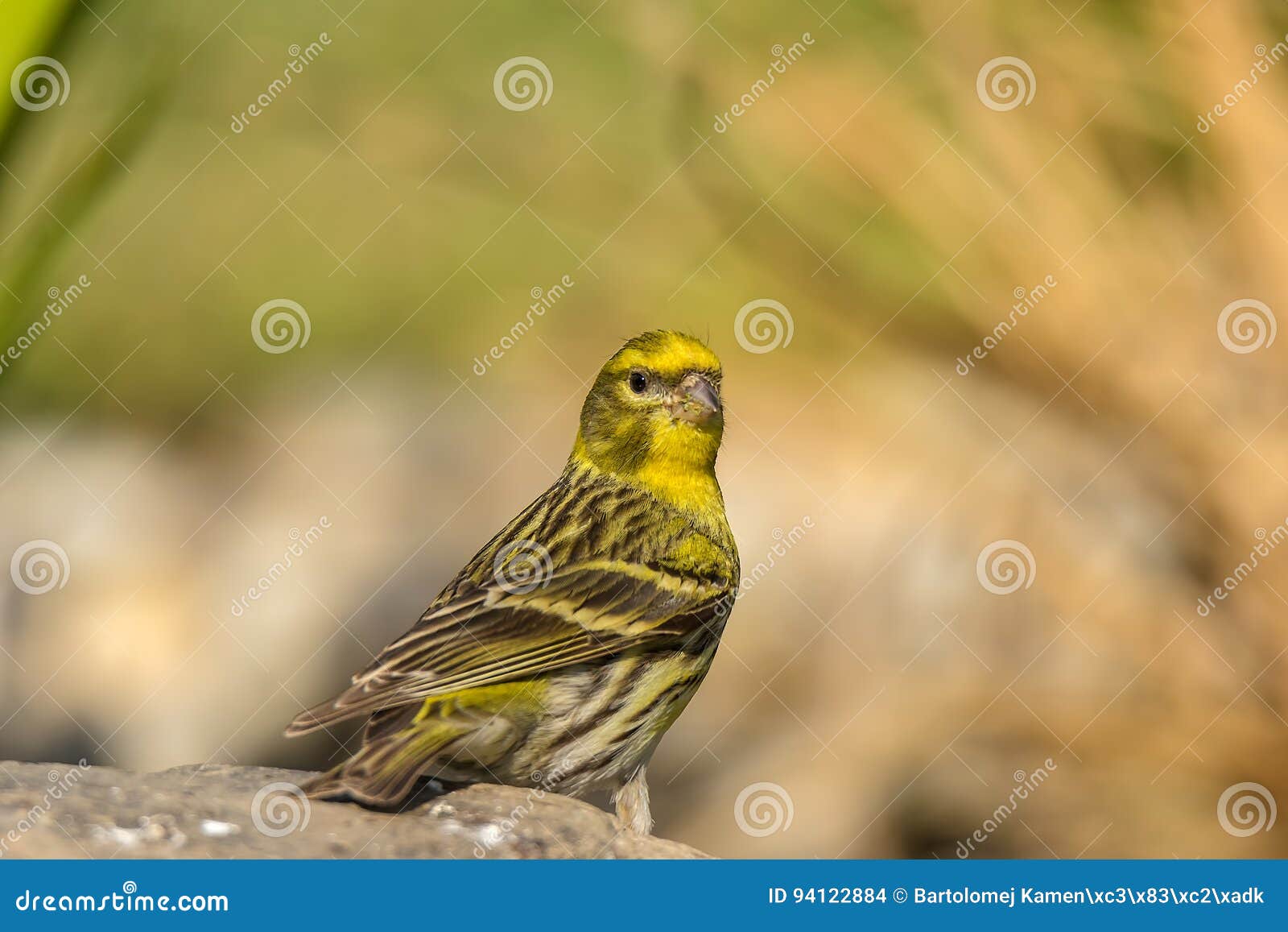 Wild Canary Bird is Thirsty Stock Photo - Image of ornithology, colored ...