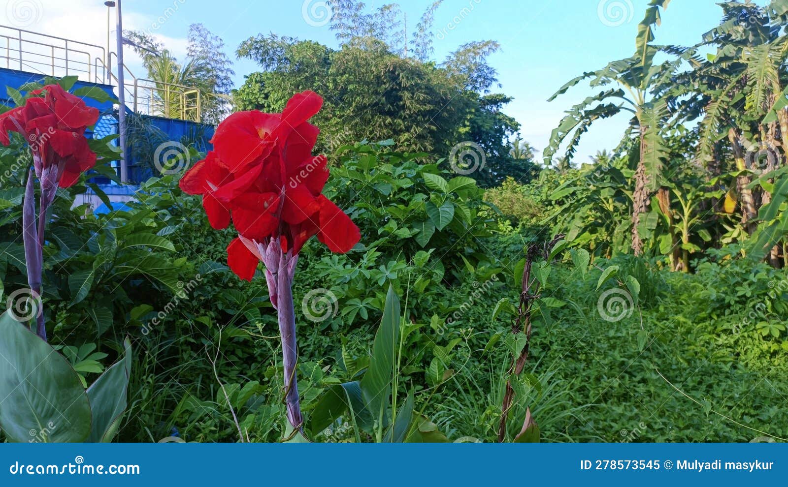 Wild Canna Indica Flowers Thqt Grows Wild Stock Image - Image of thqt ...