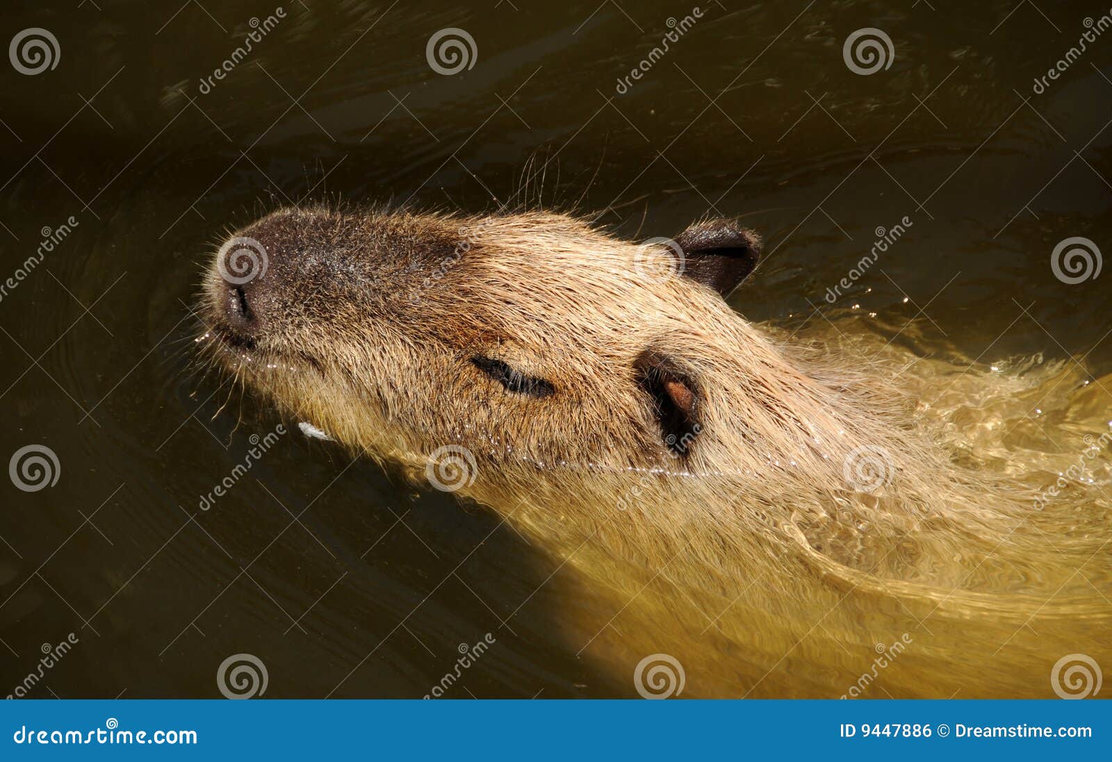 Wild Capybara stock photo. Image of tropic, swamp, animal - 9447886