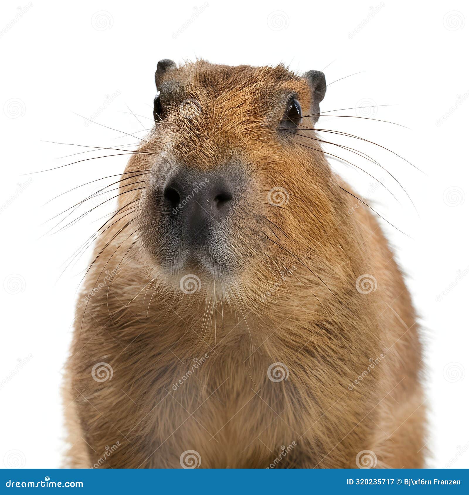 Capybara Of Species Harpia Harpyja In Brazilian Zoo Habitat Royalty ...