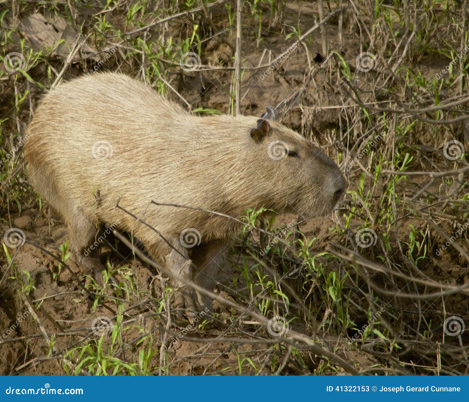 Wild capybara stock image. Image of capybara, river, rodent - 41322153