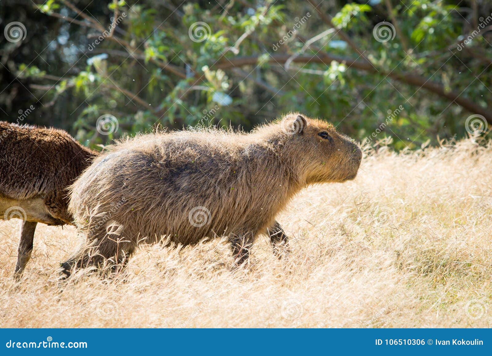 Wild Capybara Outdoors Taking a Walk Stock Photo - Image of brazil ...