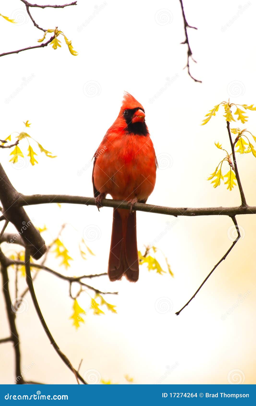 Wild Cardinal Perched on Branch Stock Photo - Image of wisconsin, perch ...