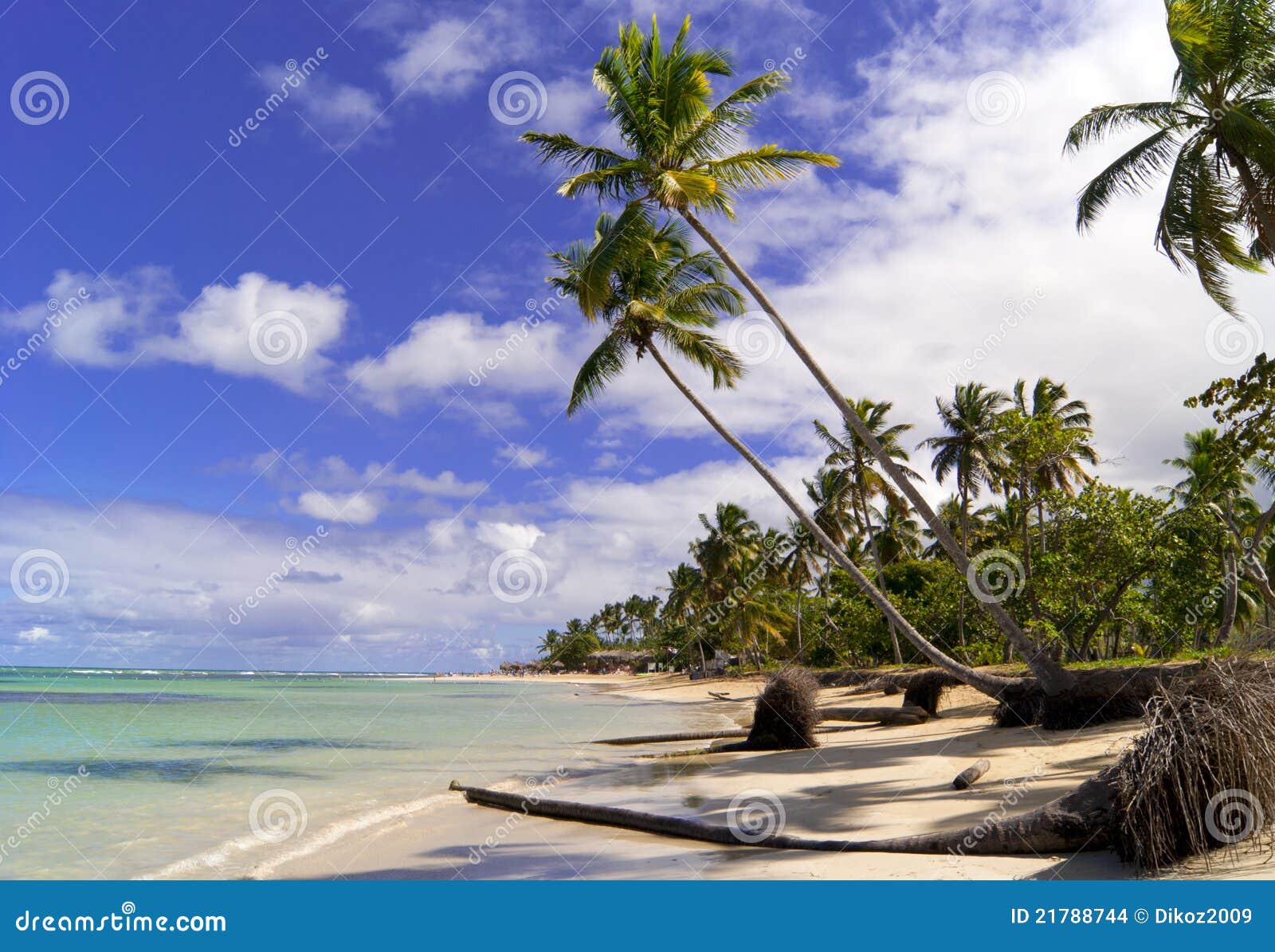 Wild Caribbean Beach. Samana. Stock Photo - Image of palms, turquoise ...