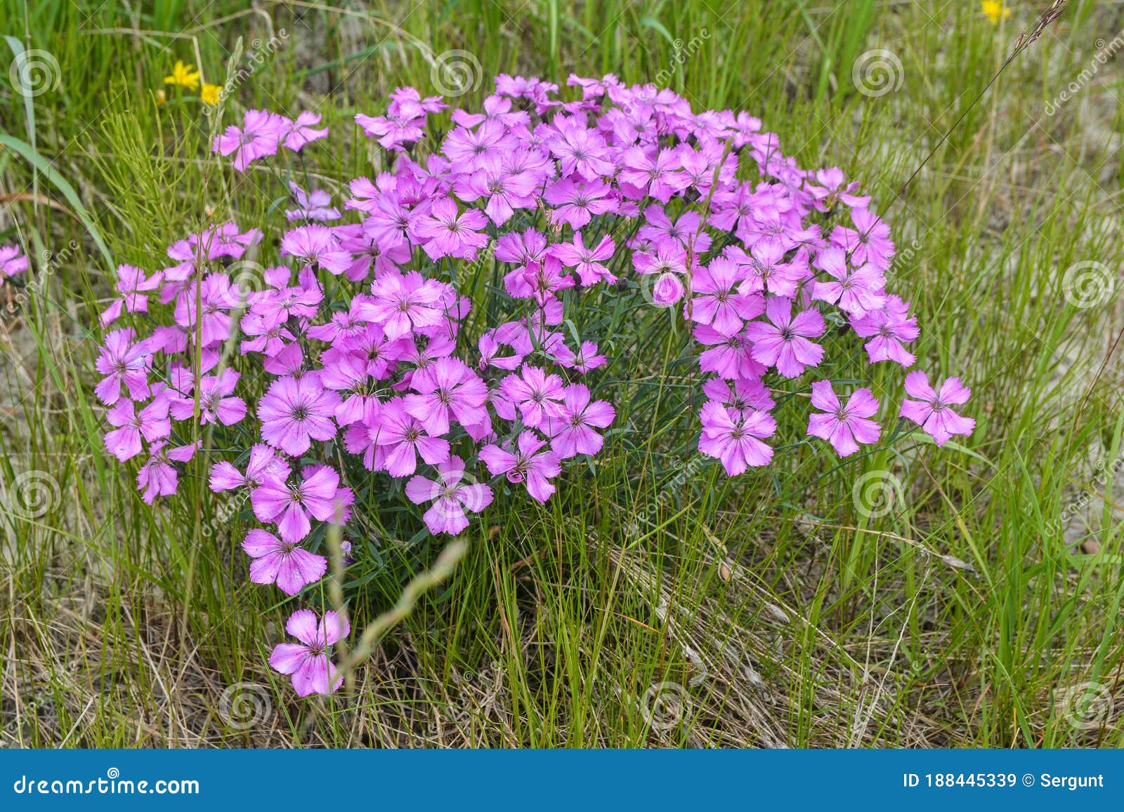 Wild carnation stock image. Image of botanical, blooming - 188445339
